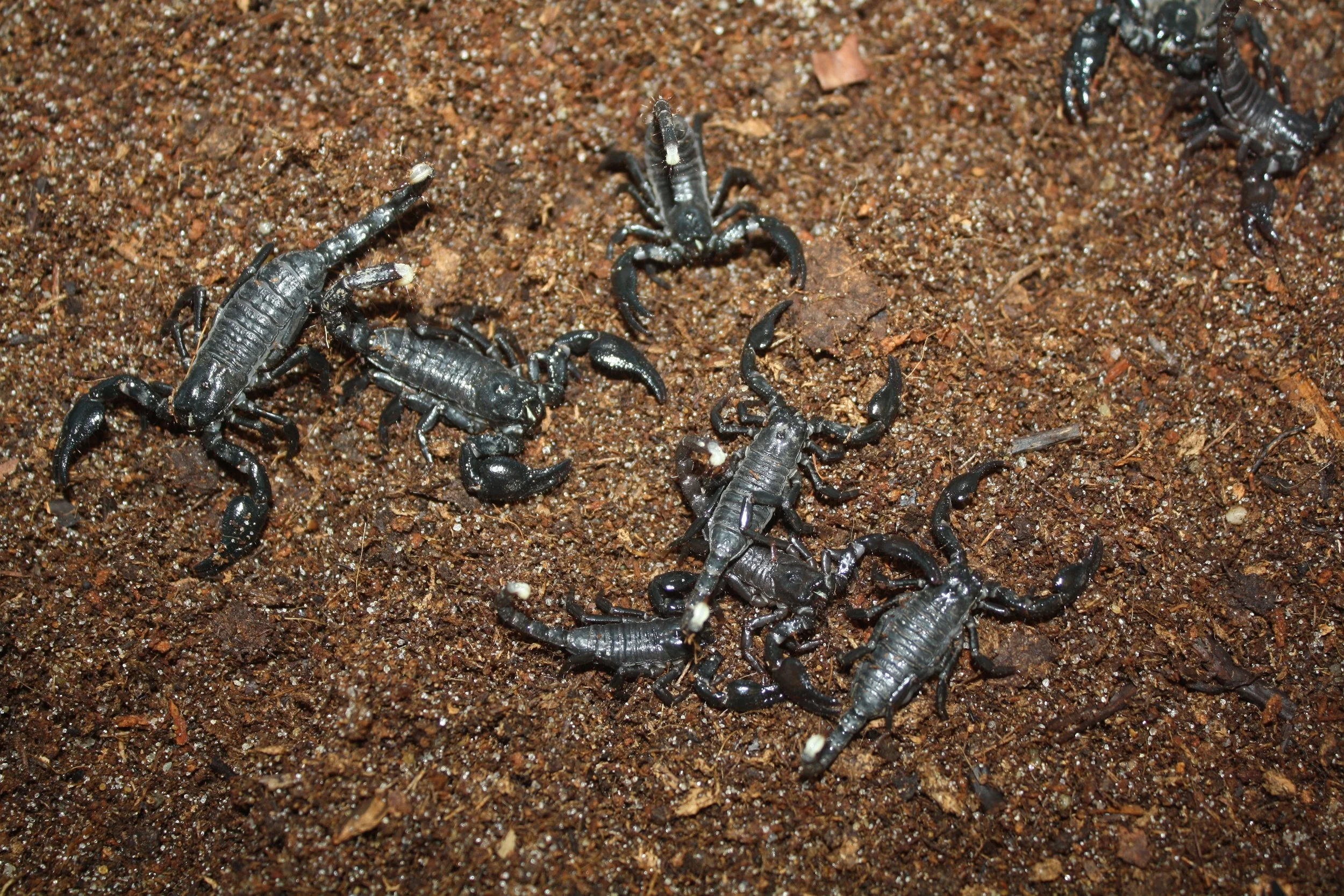 For Sale: Scorpions, Tarantulas, Spiders, Centipedes — Arachnid Rarities