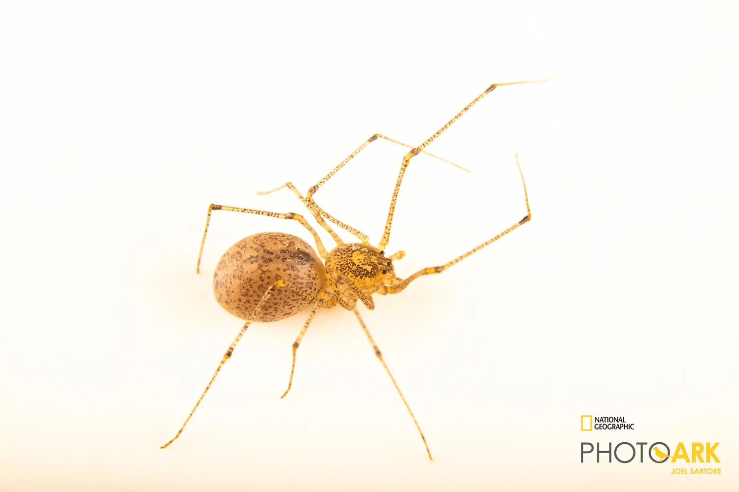 For Sale: Scorpions, Tarantulas, Spiders, Centipedes — Arachnid Rarities