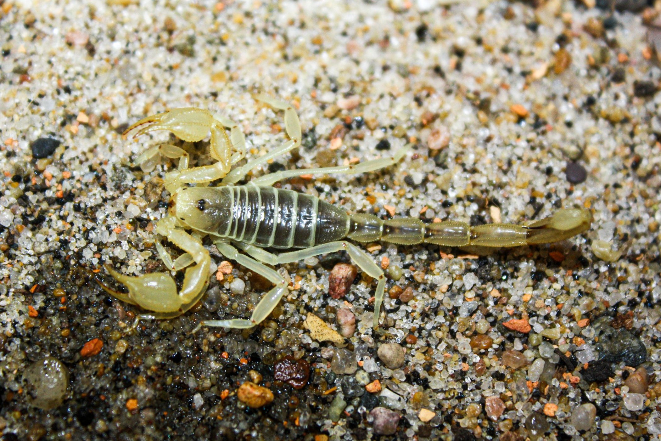 For Sale: Scorpions, Tarantulas, Spiders, Centipedes — Arachnid Rarities