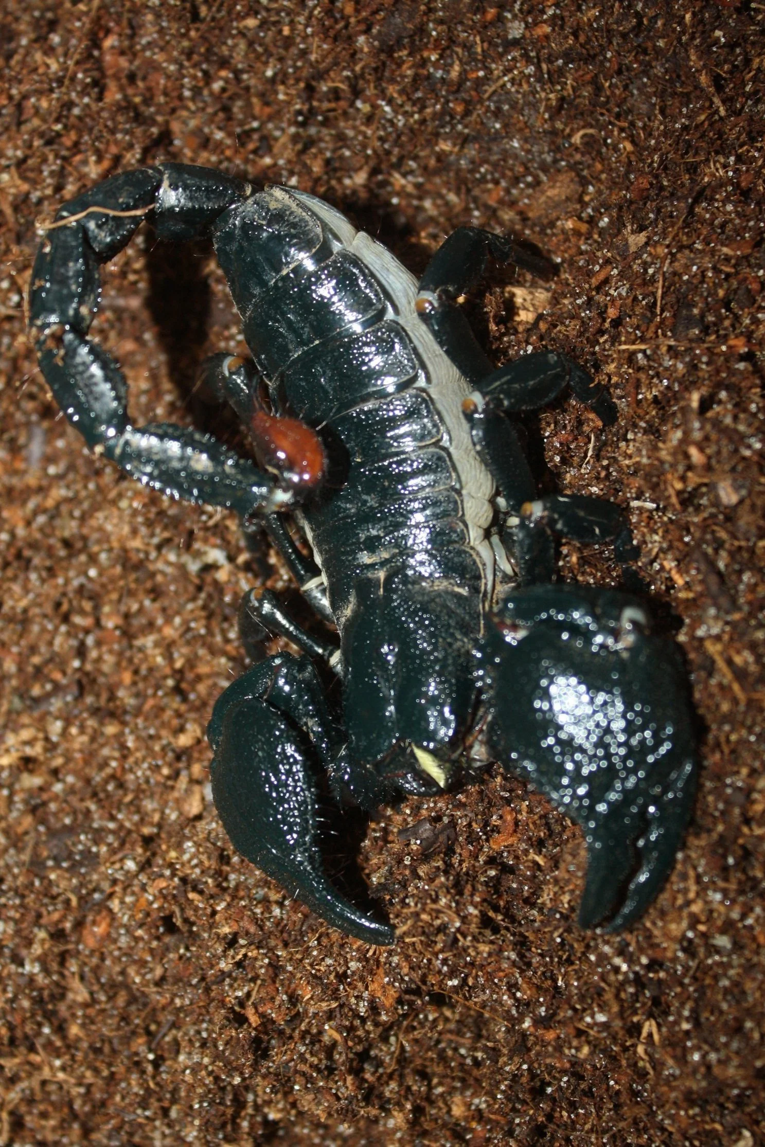 Arachnid Rarities -Scorpions for Sale, Tarantulas for Sale, Spiders for ...