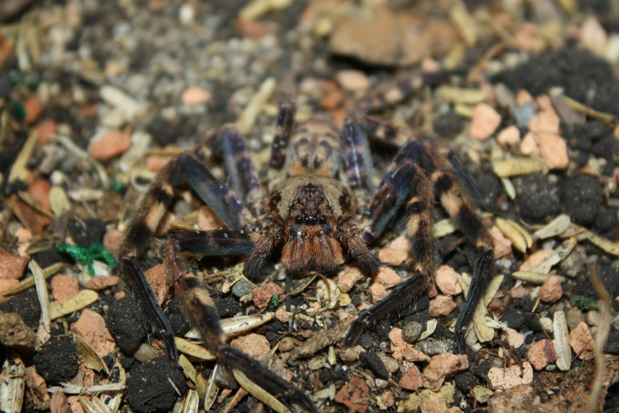 Arachnid Rarities -Scorpions for Sale, Tarantulas for Sale, Spiders for ...