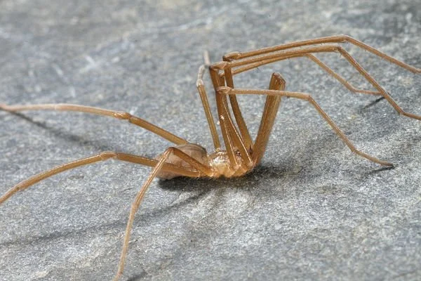 True Spiders and Mygalomorphs — For Sale: Scorpions, Tarantulas ...