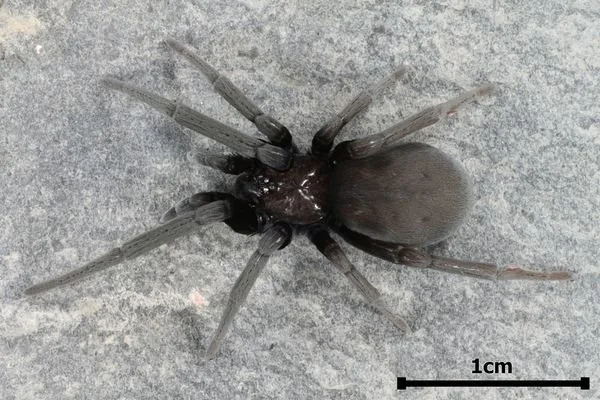For Sale: Scorpions, Tarantulas, Spiders, Centipedes — Arachnid Rarities