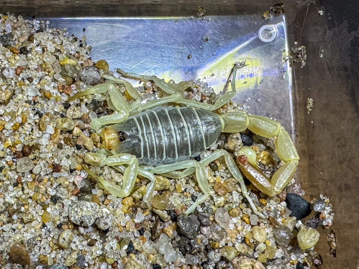 For Sale: Scorpions, Tarantulas, Spiders, Centipedes — Arachnid Rarities