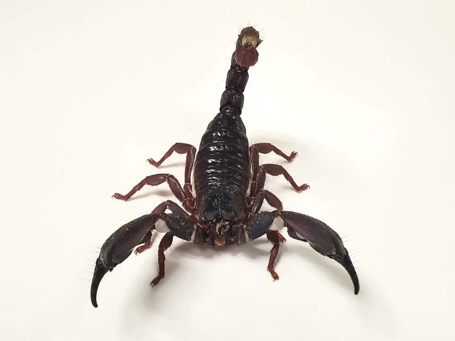 Arachnid Rarities -Scorpions for Sale, Tarantulas for Sale, Spiders for ...