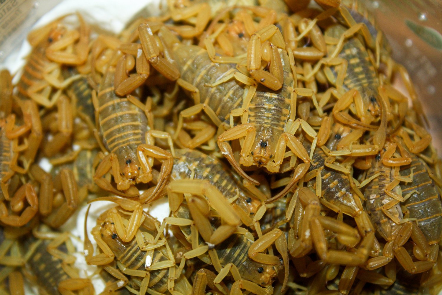 For Sale: Scorpions, Tarantulas, Spiders, Centipedes — Arachnid Rarities