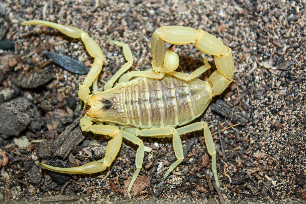 General 1 — Arachnid Rarities