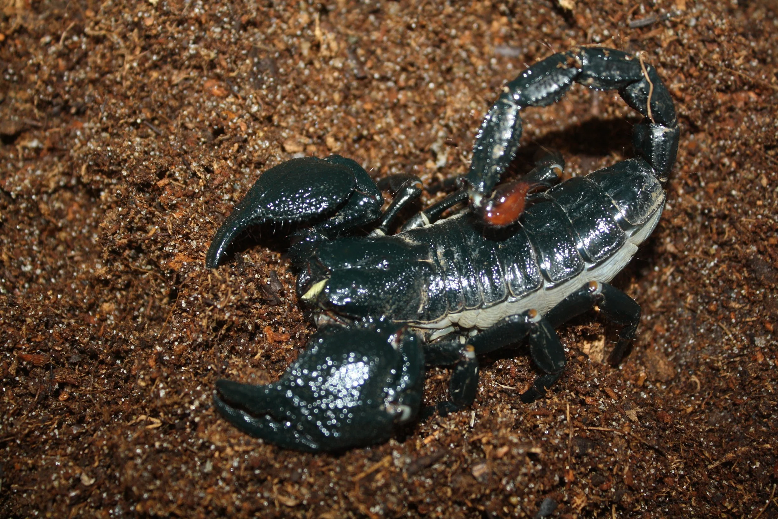 For Sale: Scorpions, Tarantulas, Spiders, Centipedes — Arachnid Rarities