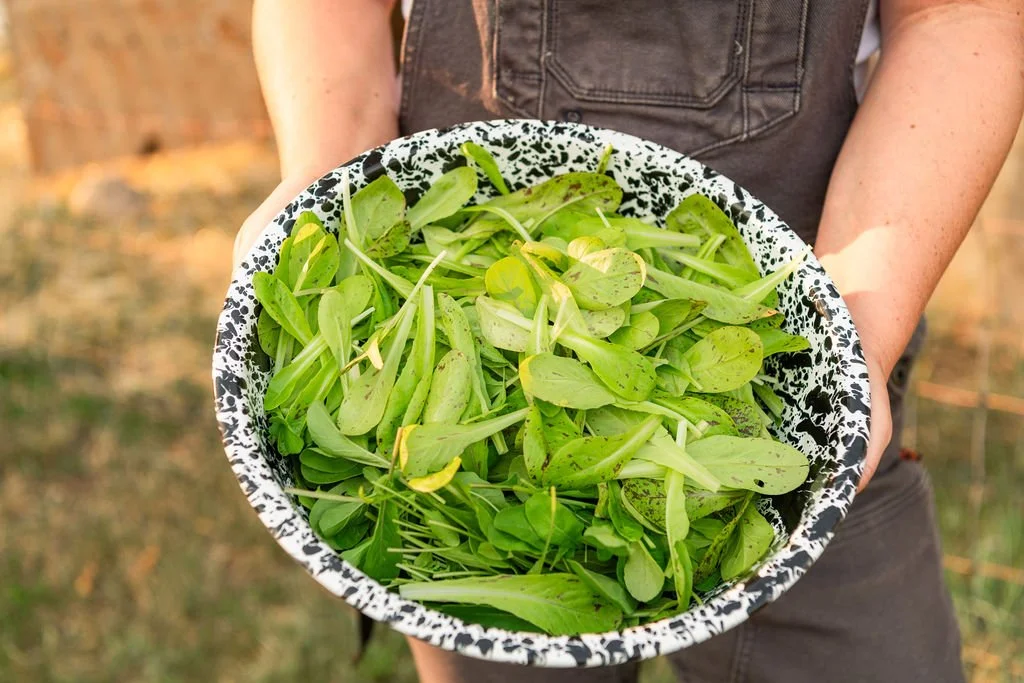 Seasonal CSA Boxes — Rose West