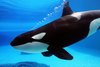20 Facts about Orcas — GripRoom