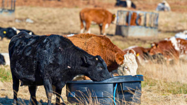 Got Water? The Dark Side of Cattle Farming — Change The Chamber