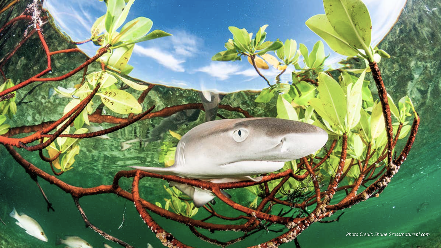 Preserving Ecological Balance: Lemon Shark Conservation Policies for ...