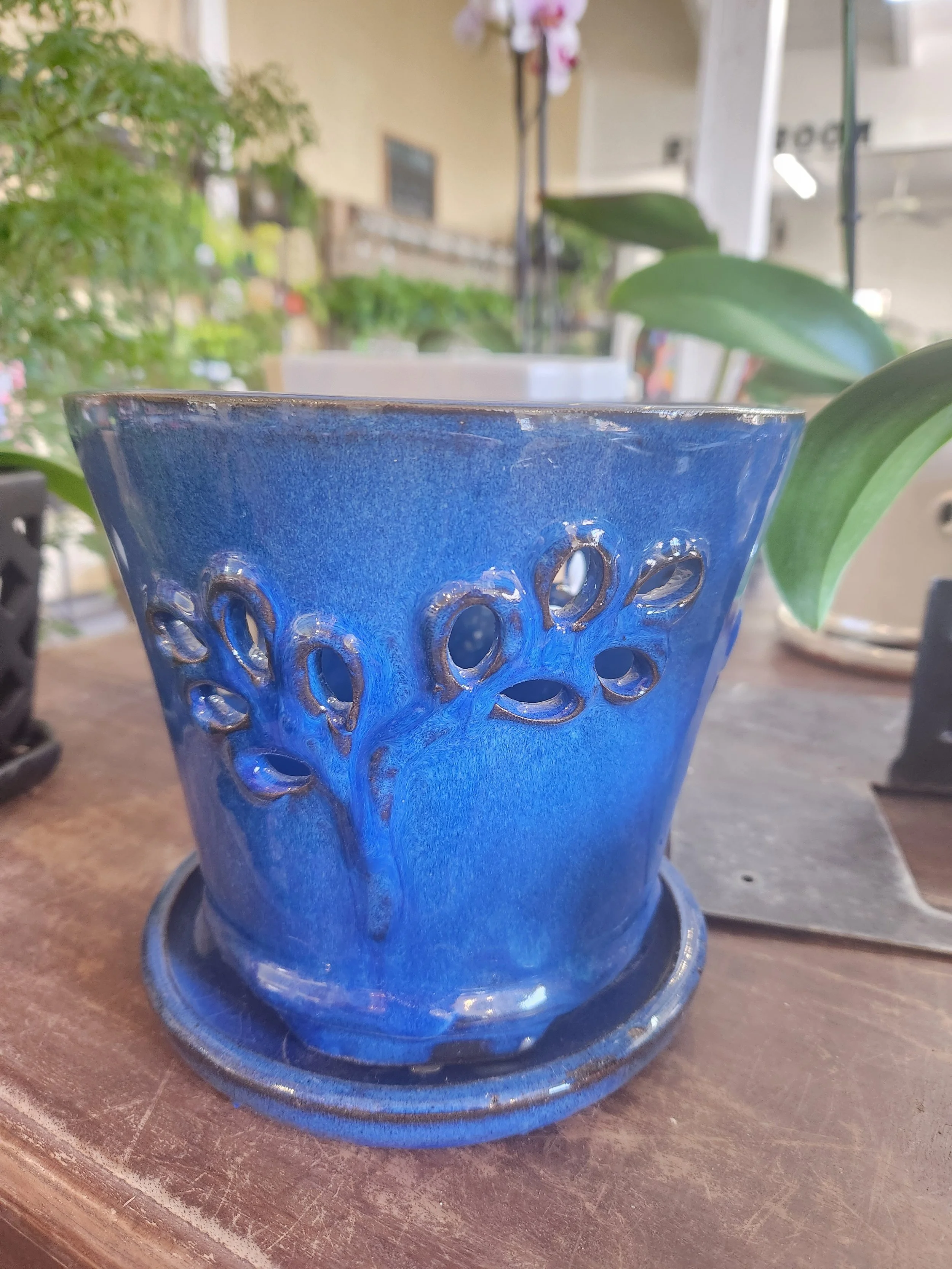 A Quick Guide to Orchid Care — Yamagami's Garden Center