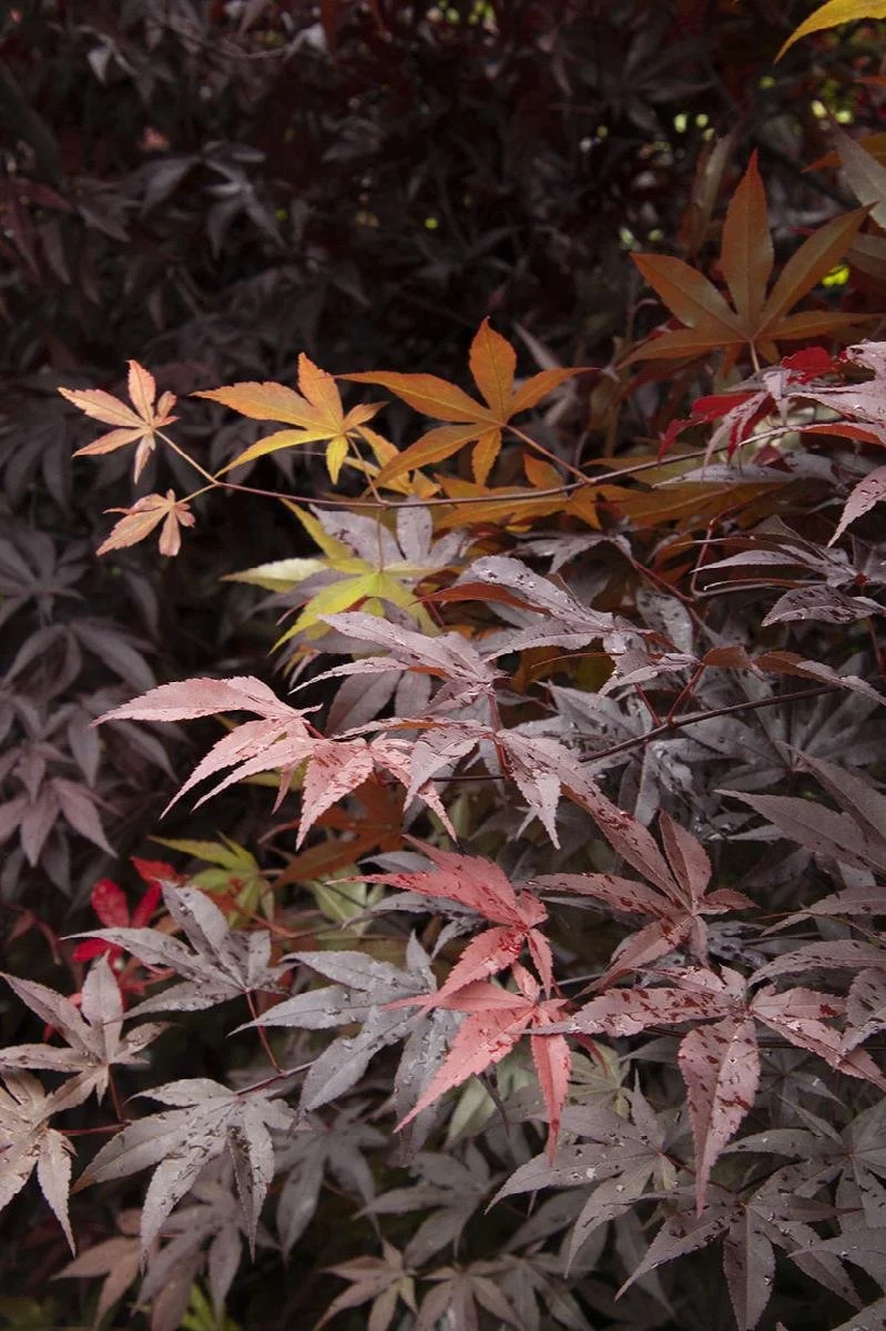 How to Grow & Care for Japanese Maple Trees — Yamagami's Garden Center