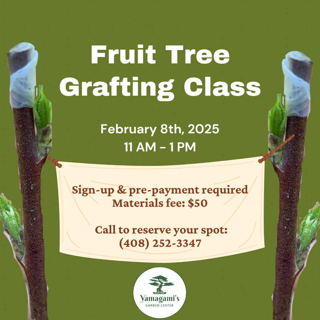 Fruit Tree Grafting Class 2025 — Yamagami's Garden Center