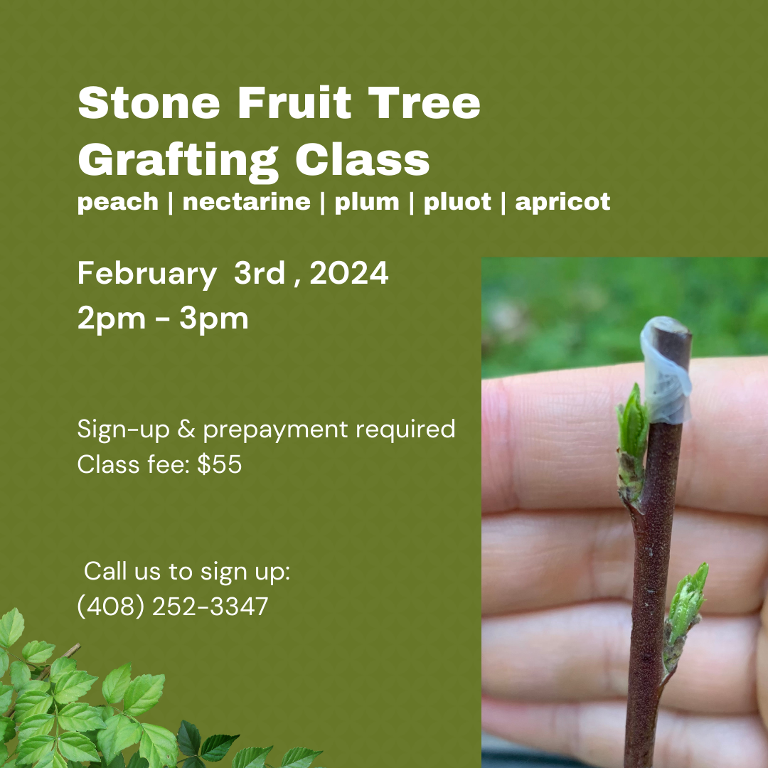 Stone Fruit Grafting Class — Yamagami's Garden Center