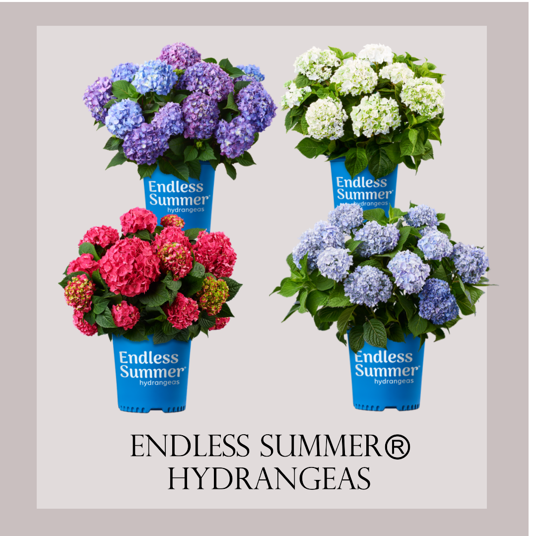The Blooming Beauty: Hydrangeas & Essential Hydrangea Care Tips ...