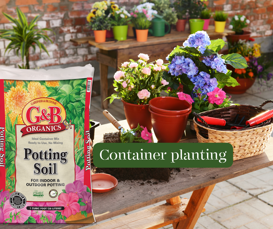 The Blooming Beauty: Hydrangeas & Essential Hydrangea Care Tips ...