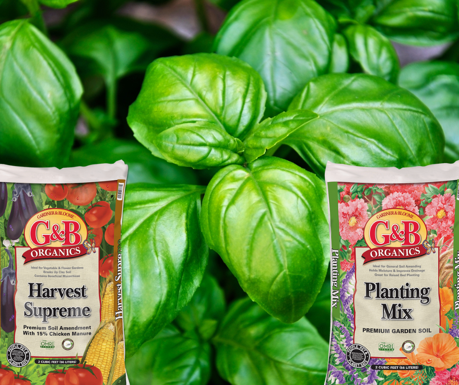 The Wonders of Basil in Culinary Delights — Yamagami's Garden Center