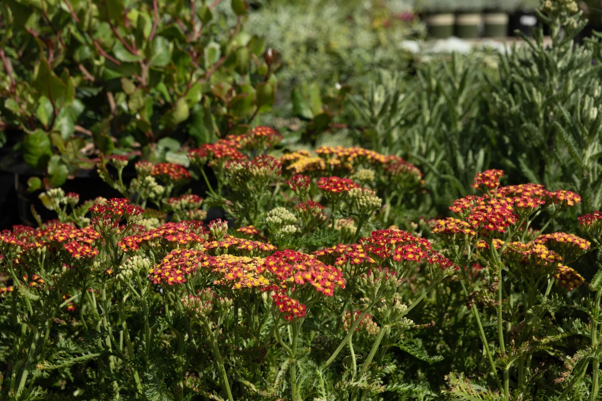 Pollinator plants that tell you about the birds & the bees — Yamagami's ...