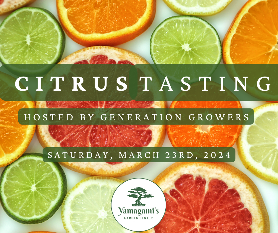 Citrus Tasting 2024 — Yamagami's Garden Center