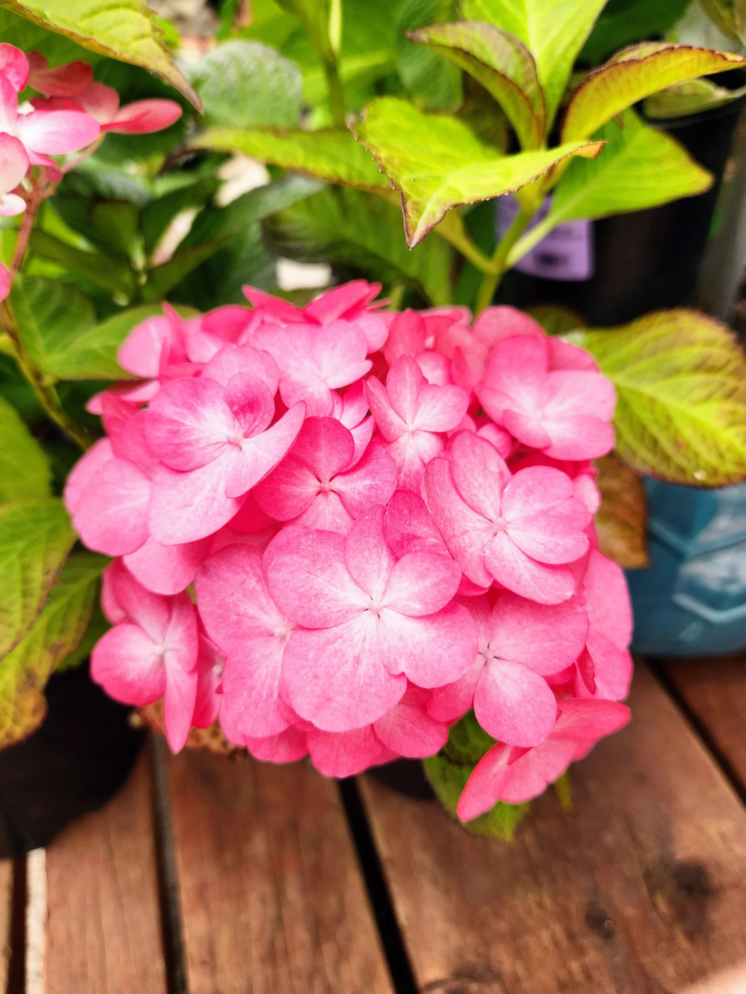 The Blooming Beauty: Hydrangeas & Essential Hydrangea Care Tips ...