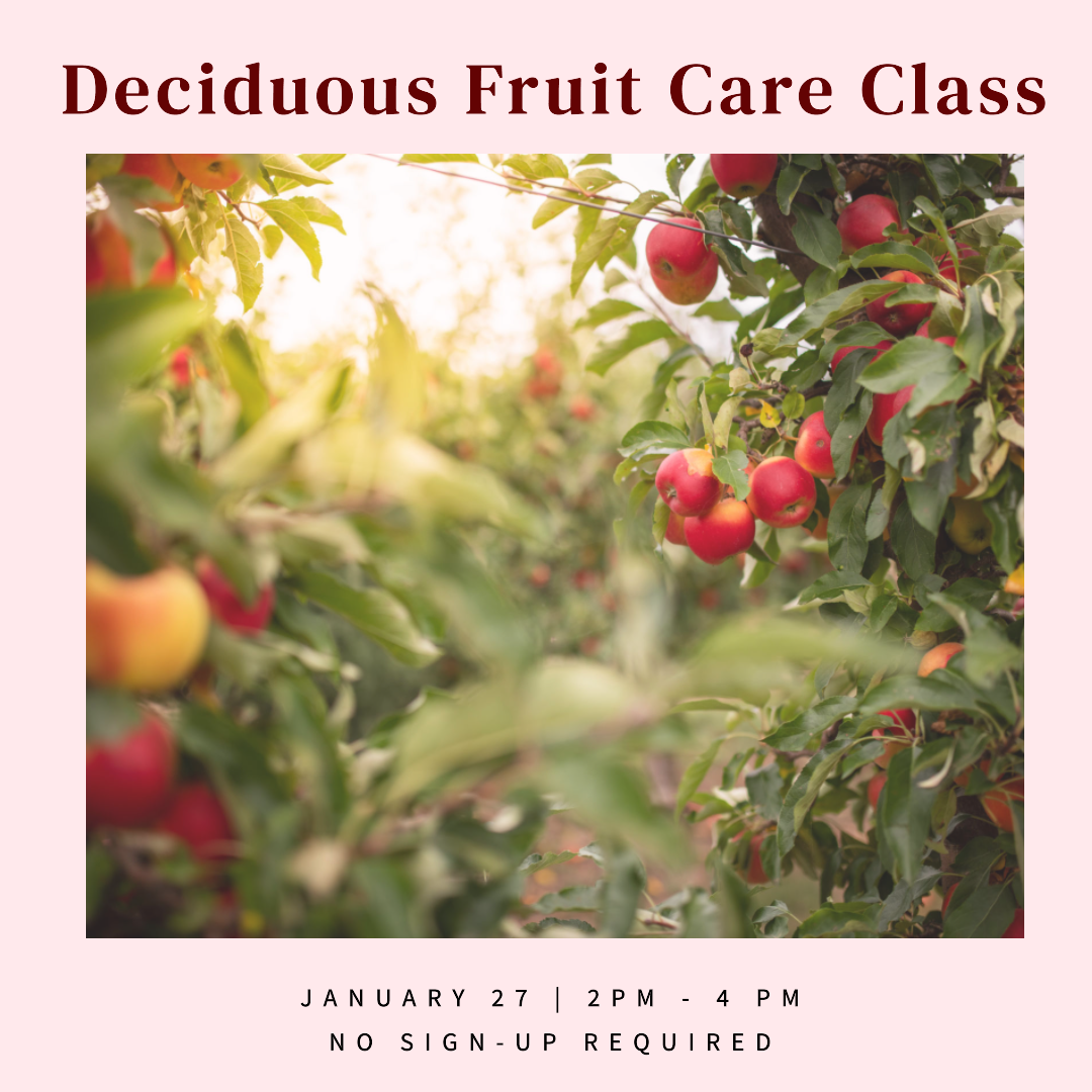 Deciduous Fruit Class — Yamagami's Garden Center