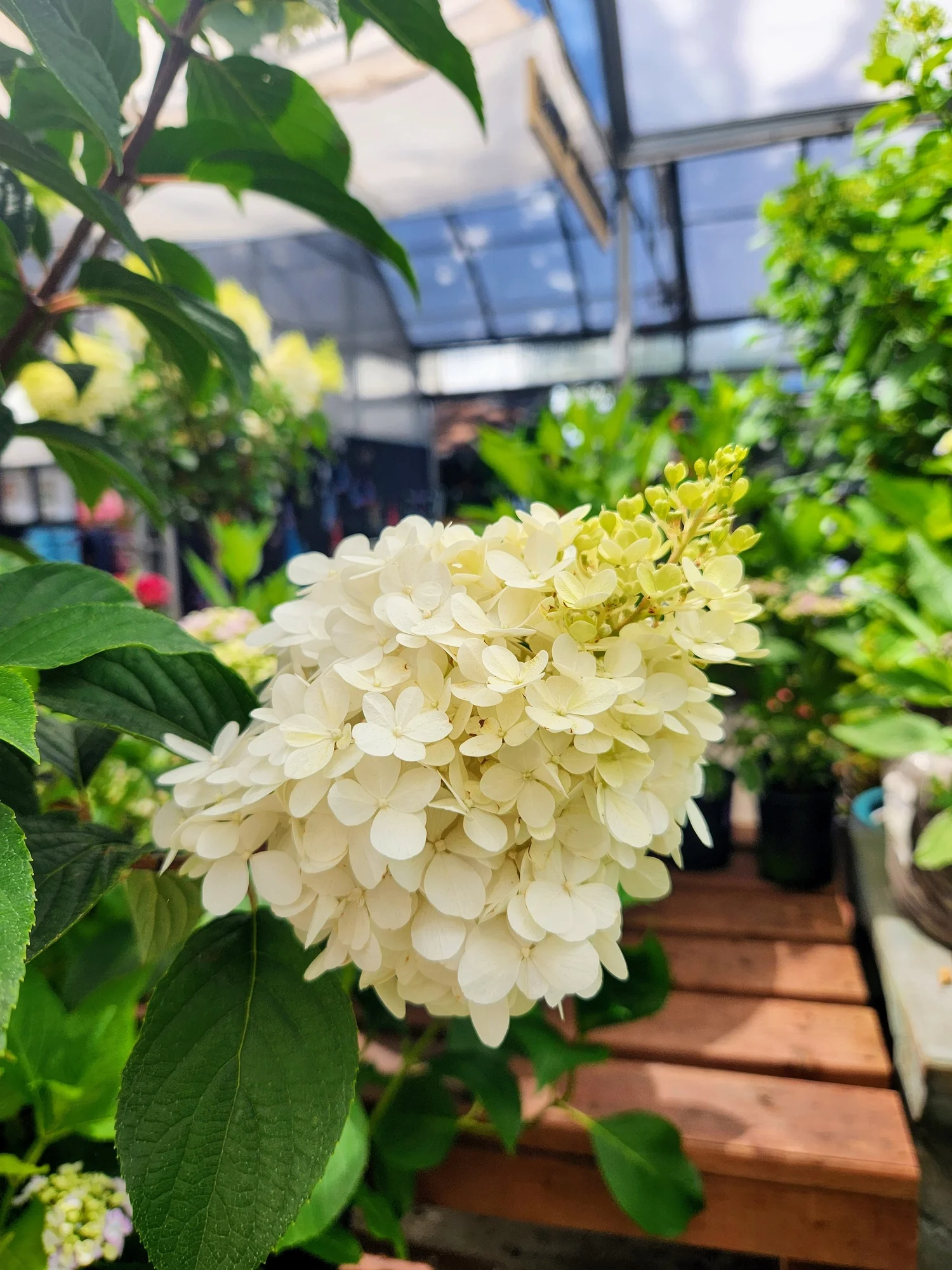 The Blooming Beauty: Hydrangeas & Essential Hydrangea Care Tips — Yamagami's Garden Center