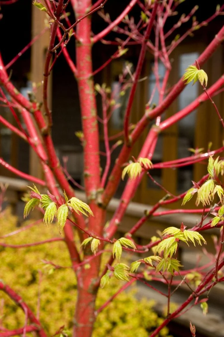 How to Grow & Care for Japanese Maple Trees — Yamagami's Garden Center