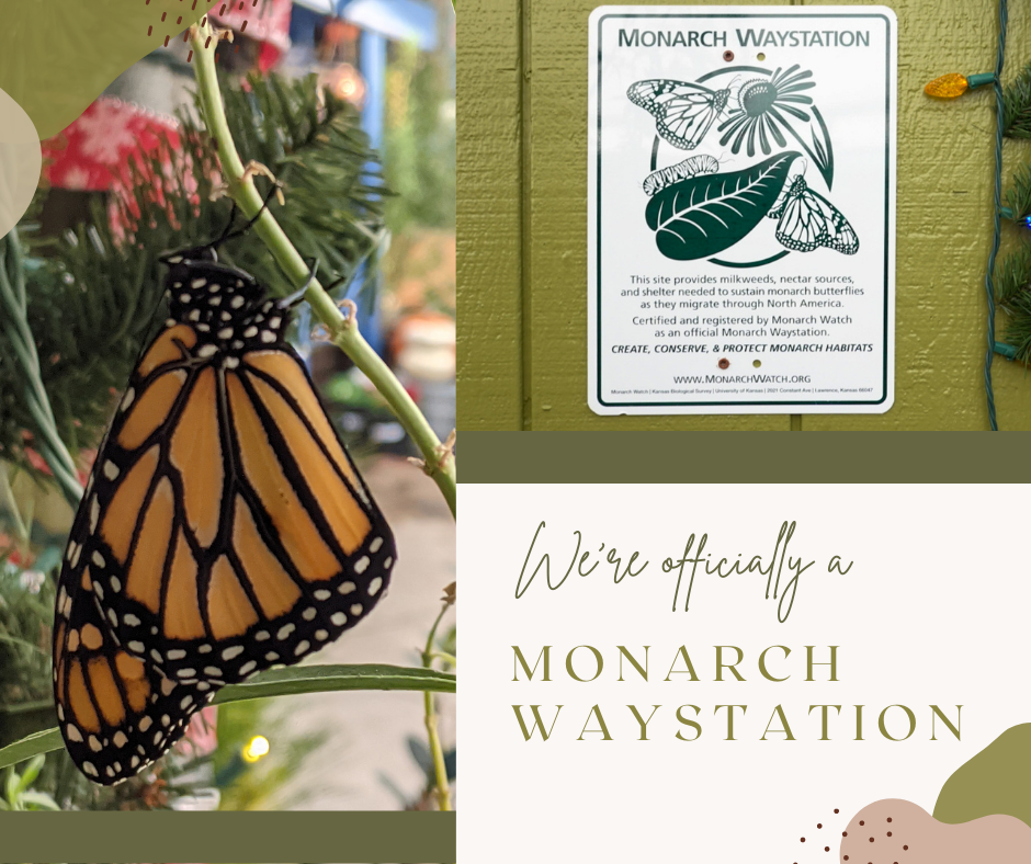 We’re a Monarch Waystation! — Yamagami's Garden Center