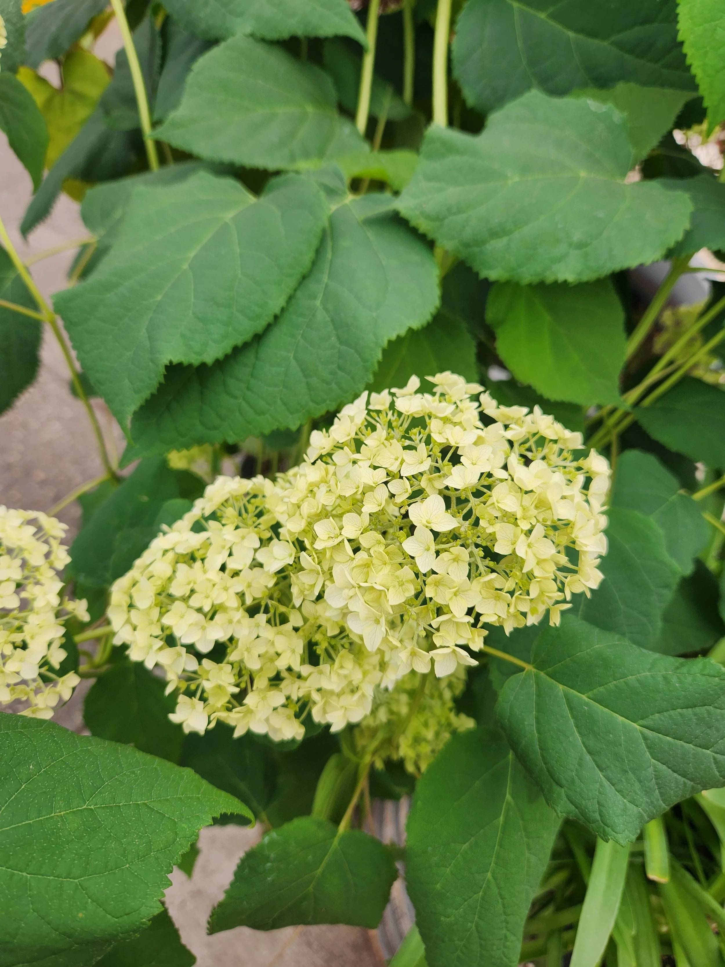 The Blooming Beauty: Hydrangeas & Essential Hydrangea Care Tips ...