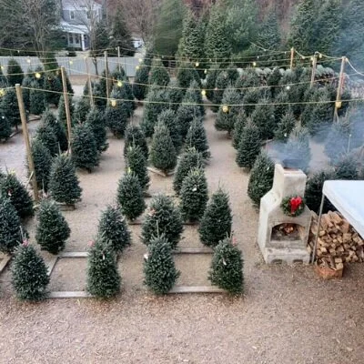 Payne Christmas Trees & Holiday Market