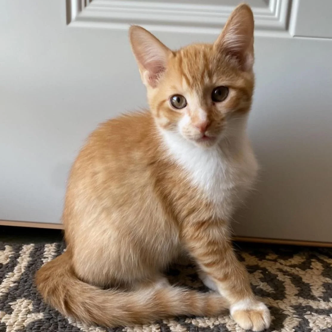 Adopt — Loving Paws Animal Center