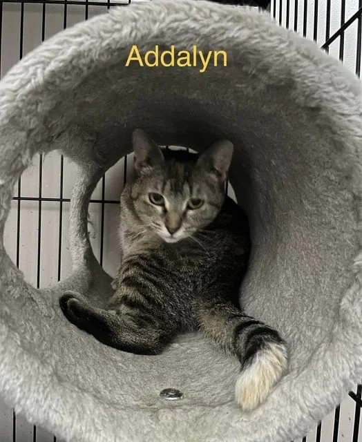 Addalyn — Loving Paws Animal Center