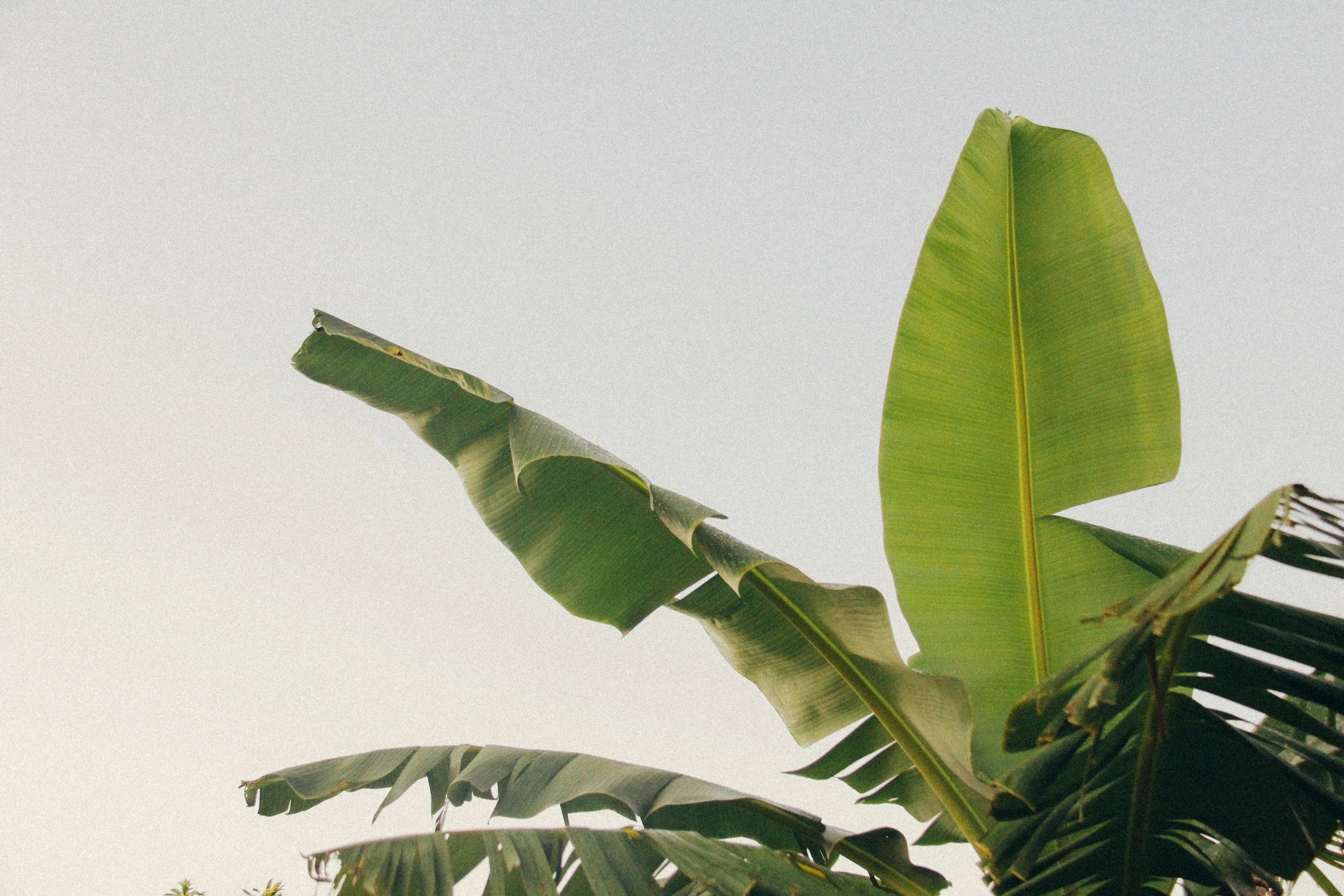 Our Leaders — Aiea Heights Church