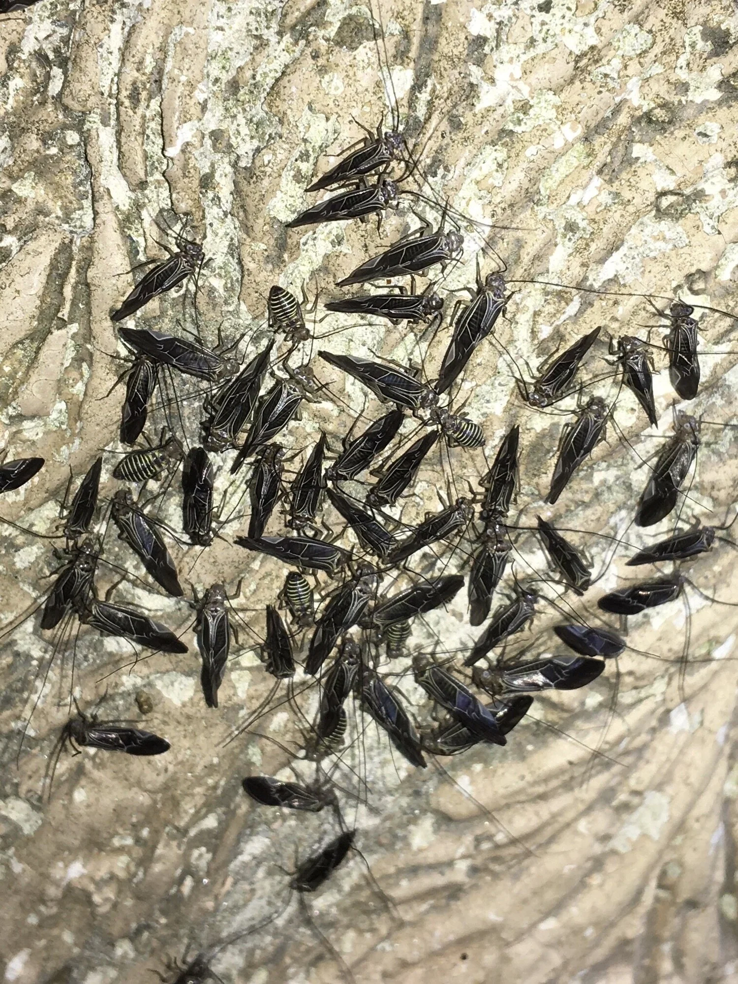 Psocodea (Barklice, Booklice & True Lice) — Maine Entomological Society