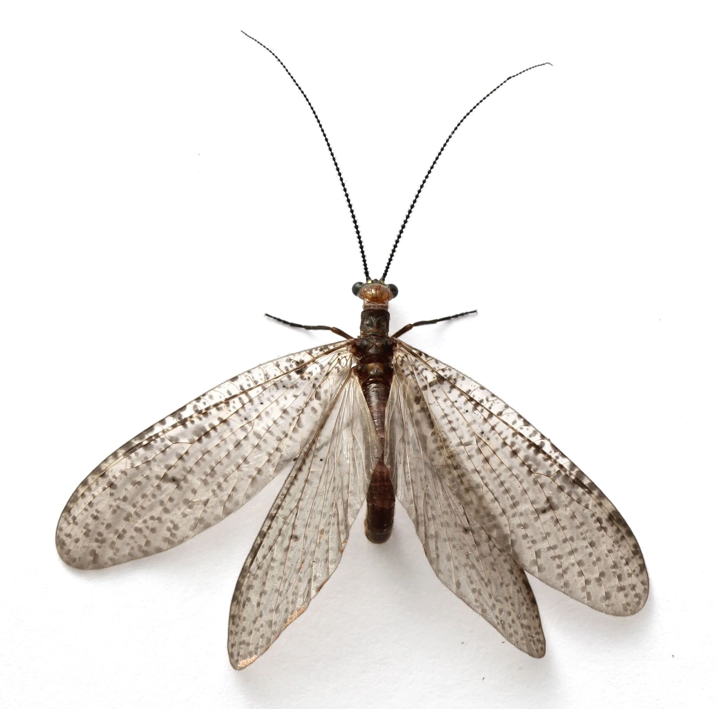 Megaloptera (Alderflies, Dobsonflies & Fishflies) — Maine Entomological ...