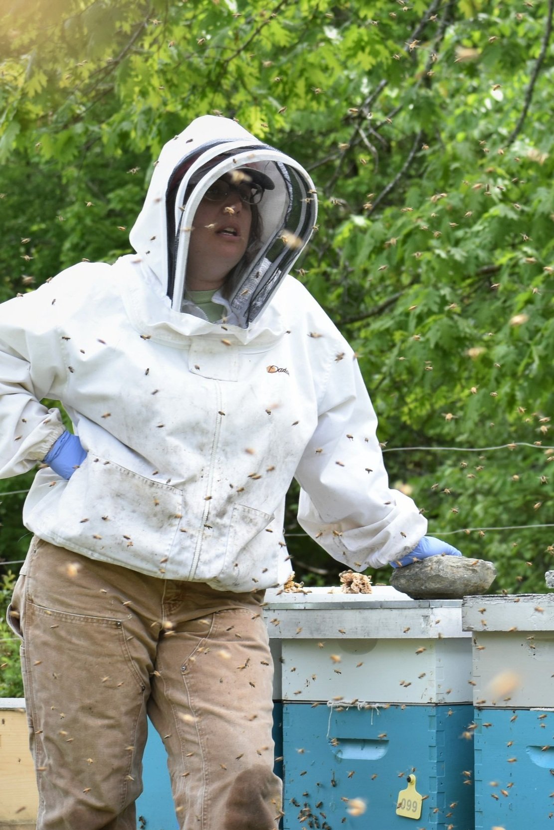 Wasps: Misunderstood and Important by Jennifer Lund — Maine ...