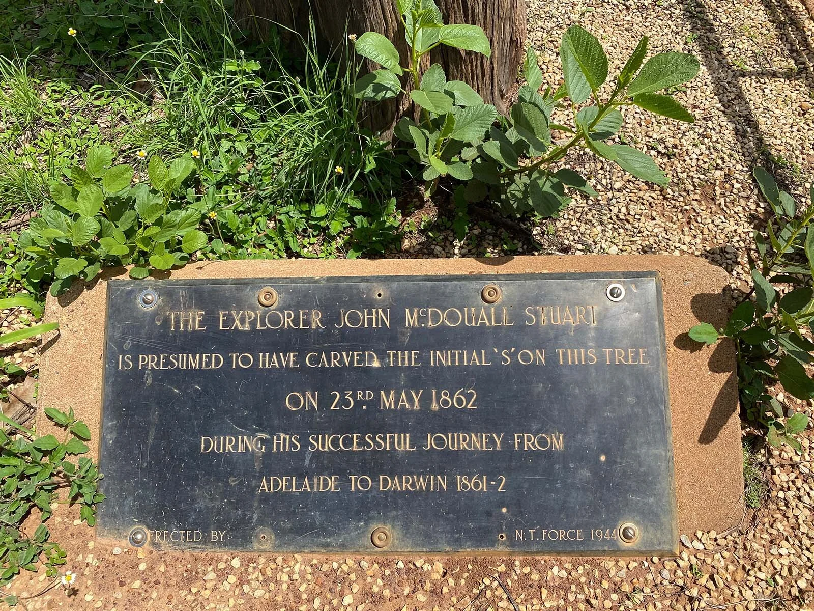 Daly Waters History; Stuart's Tree — ABOUT North