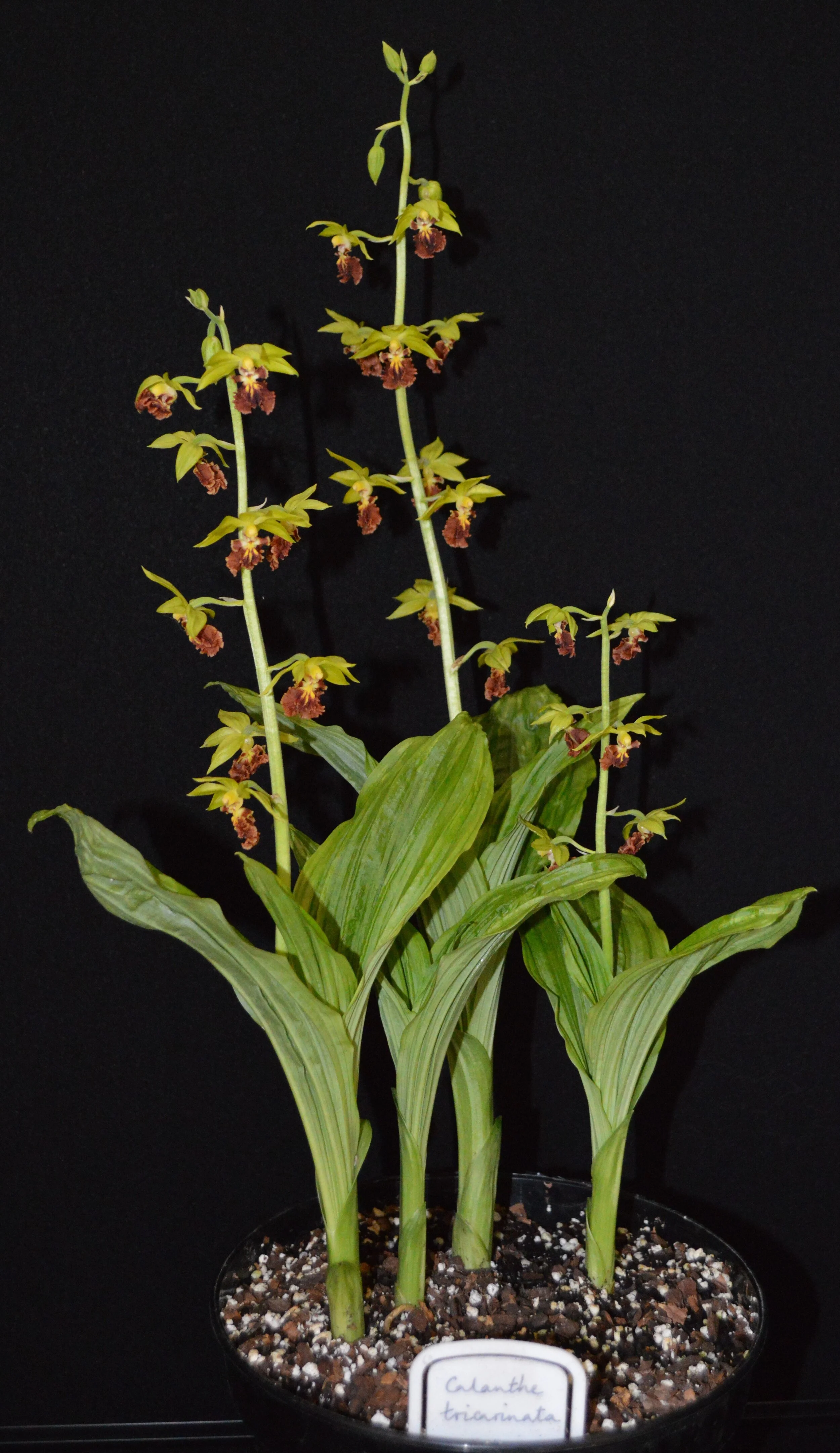 Cold Growing Orchids — Bournemouth Orchid Society
