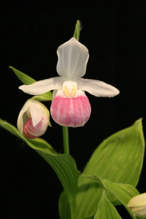 Cool Growing Orchids — Bournemouth Orchid Society