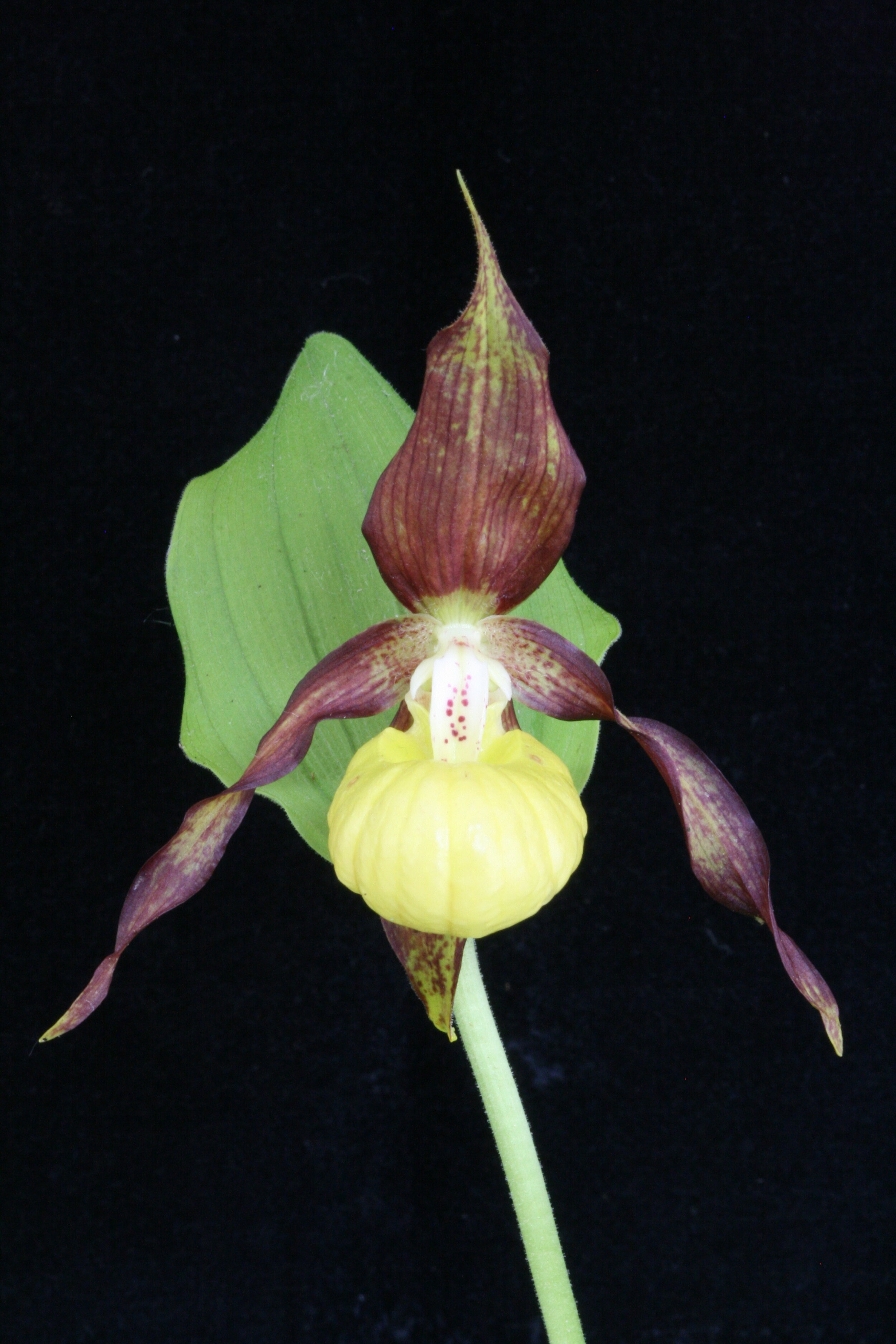 Cool Growing Orchids — Bournemouth Orchid Society