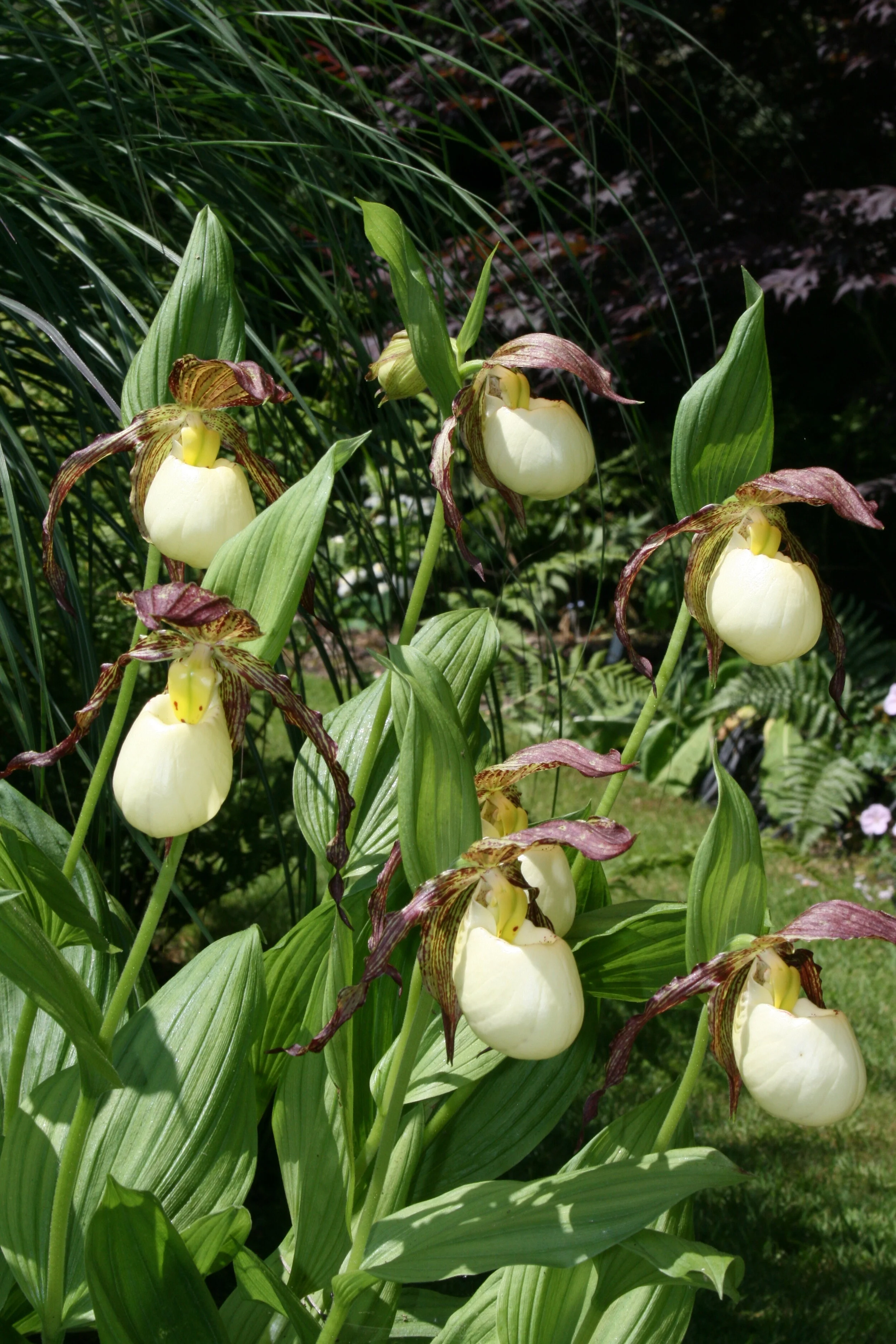 Cool Growing Orchids — Bournemouth Orchid Society