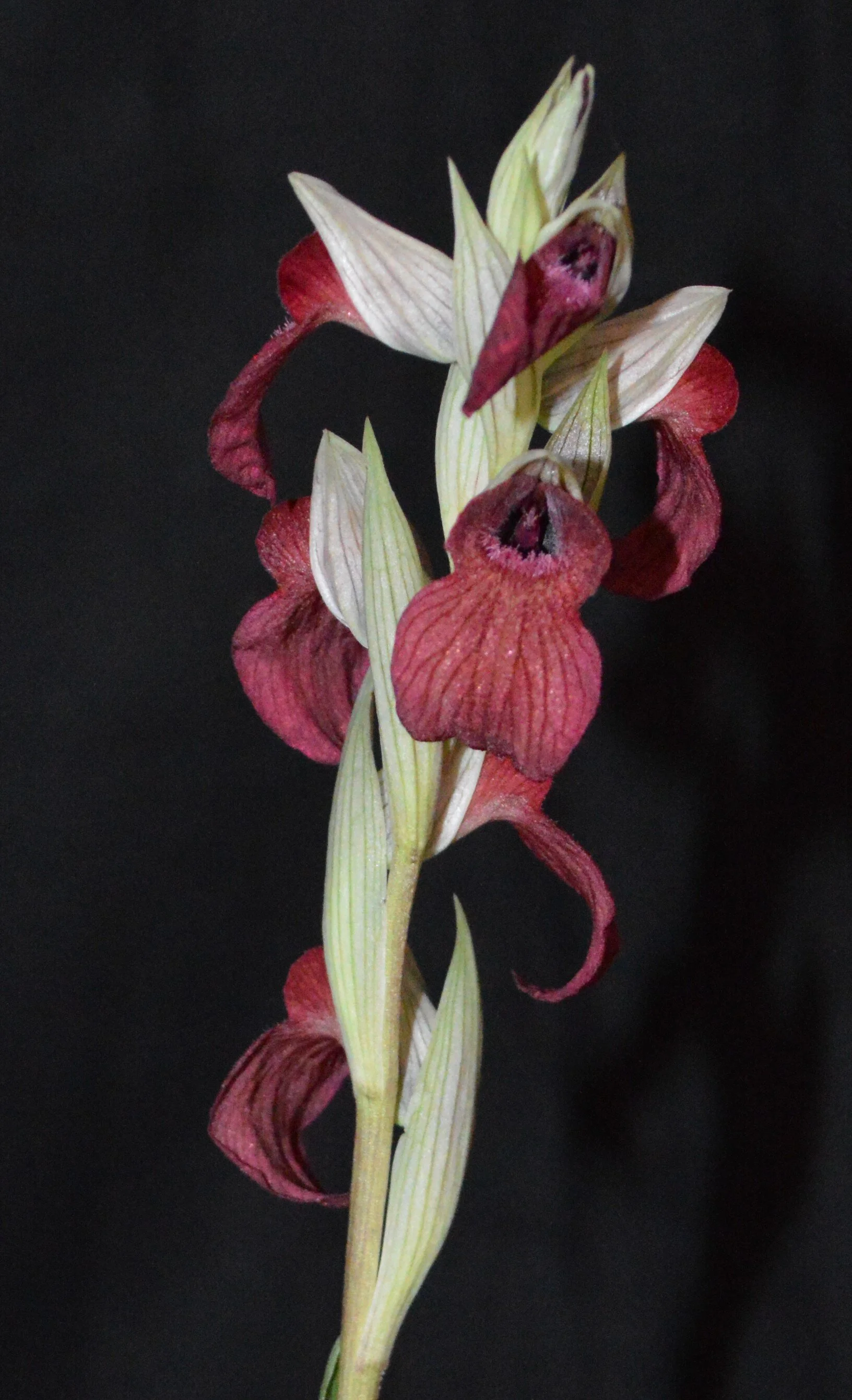 Gallery — Bournemouth Orchid Society
