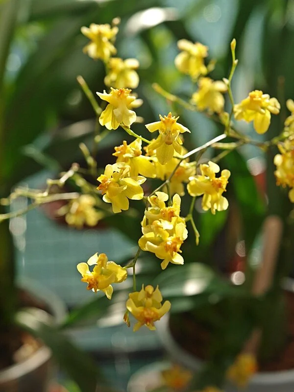 Cool Growing Orchids — Bournemouth Orchid Society