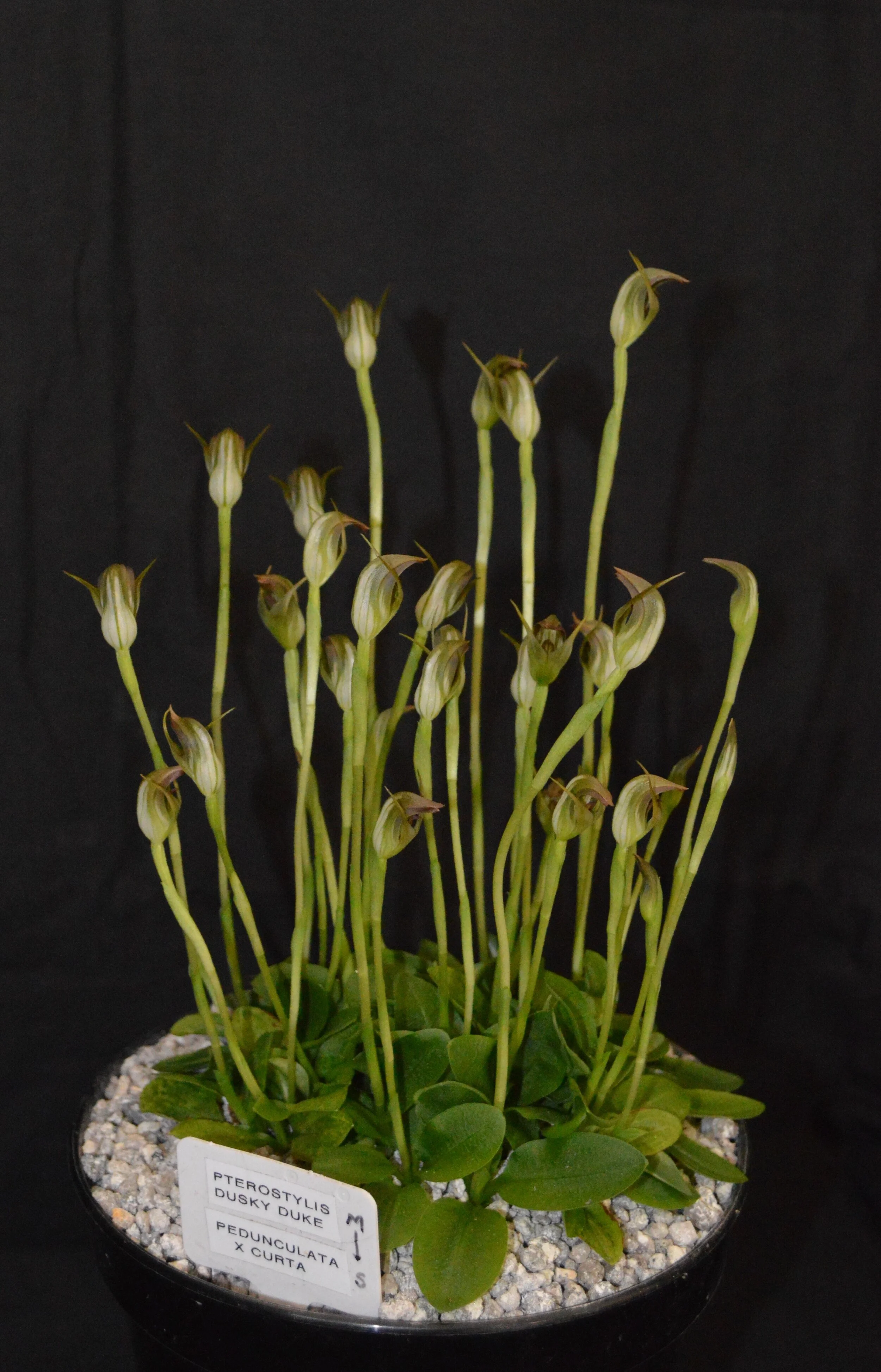 Cold Growing Orchids — Bournemouth Orchid Society