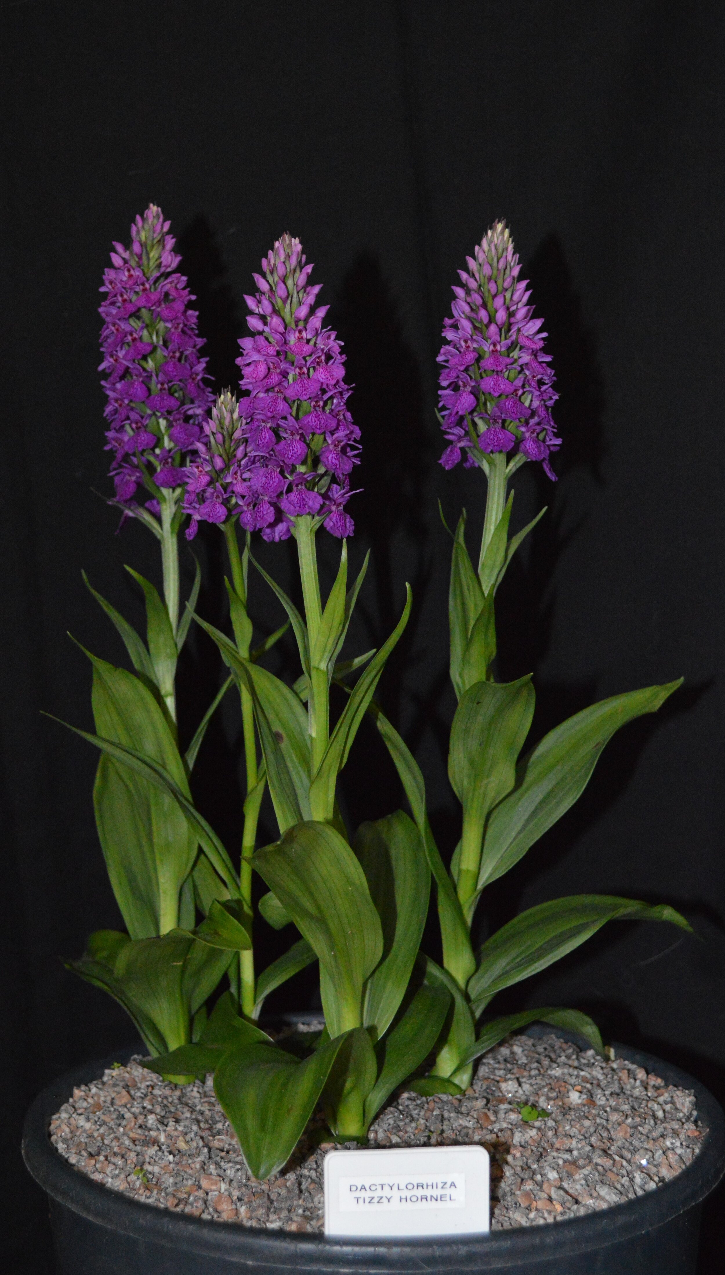 Cold Growing Orchids — Bournemouth Orchid Society