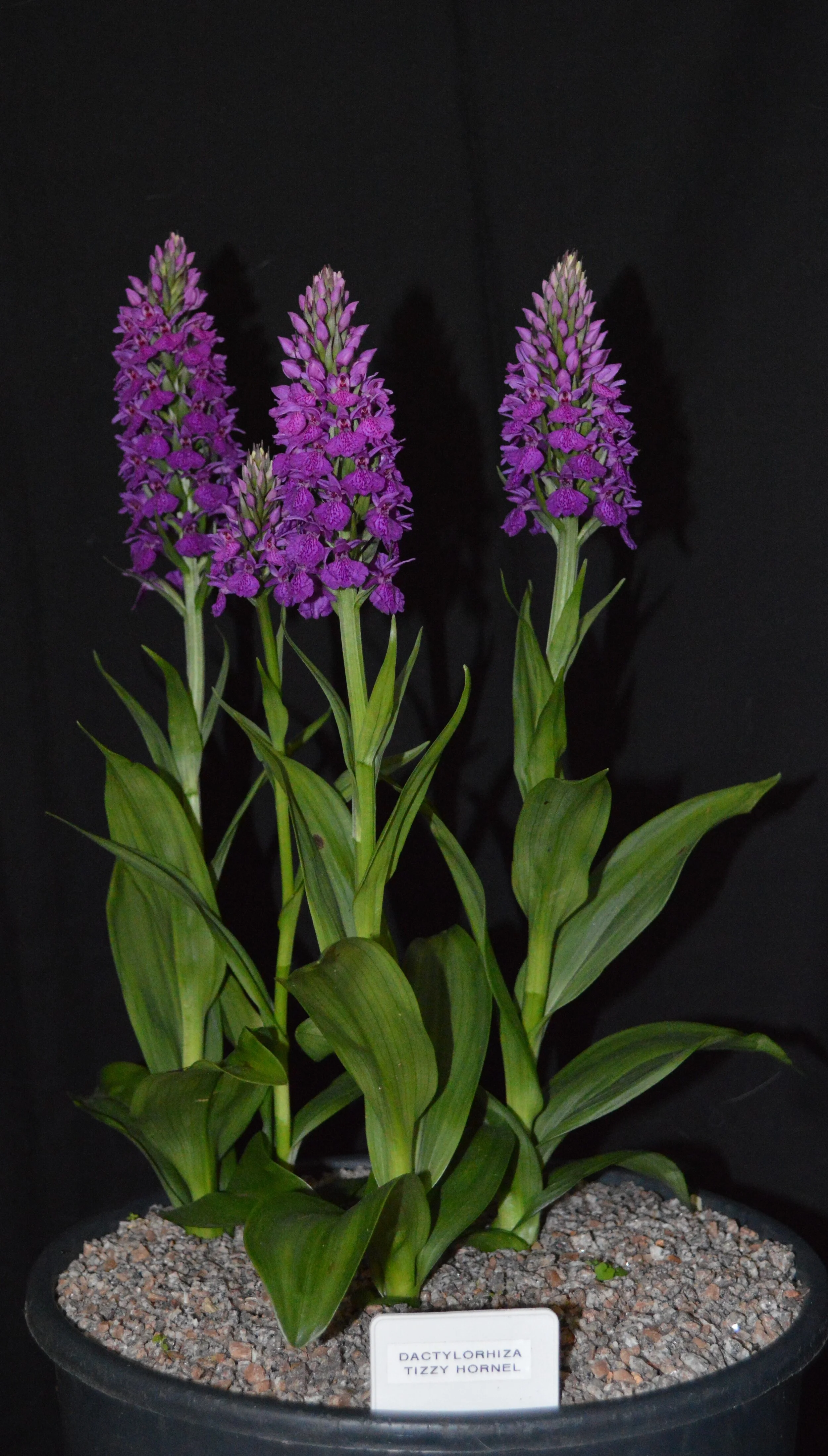 Cold Growing Orchids — Bournemouth Orchid Society