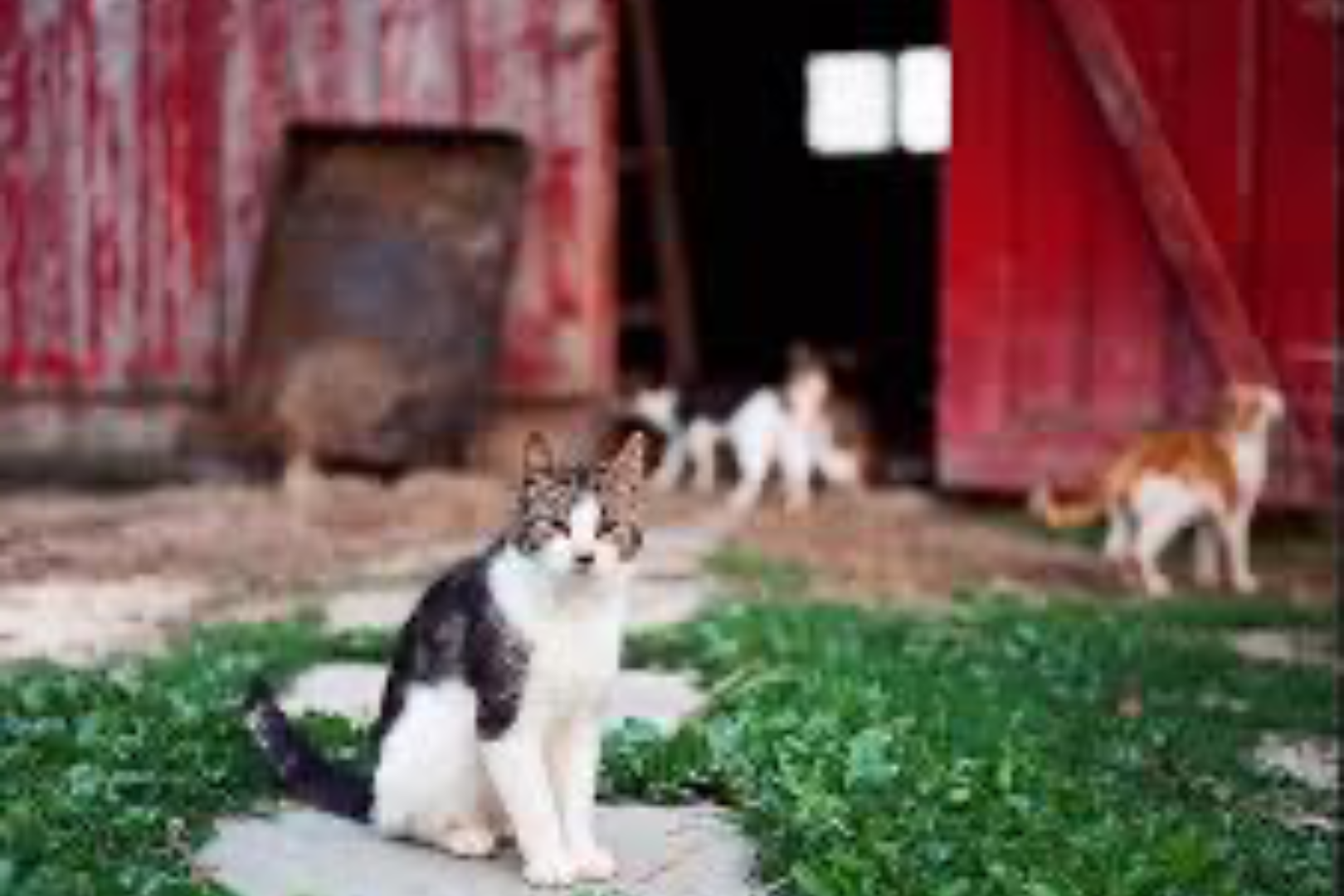 Barn Cats