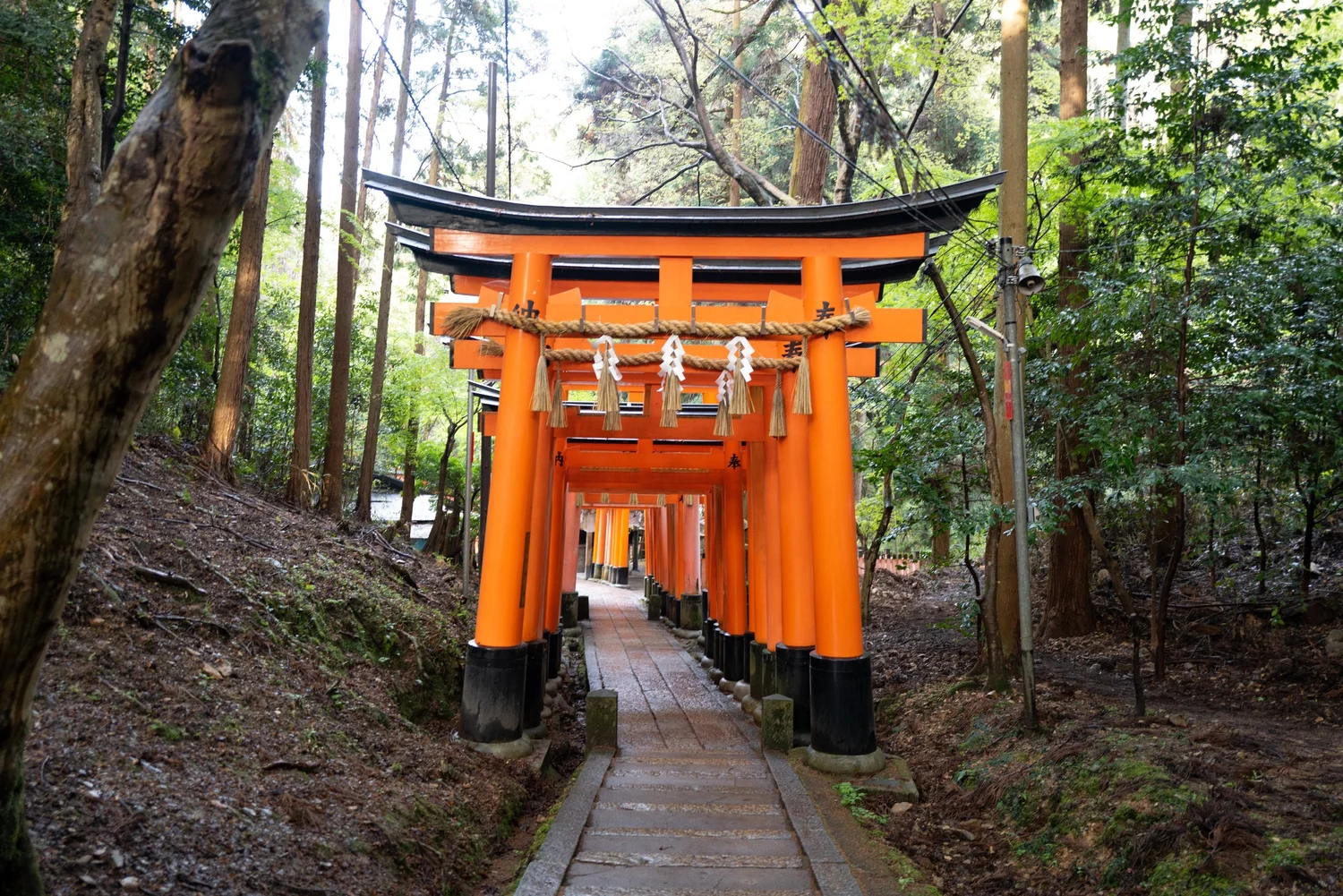 Fushimi Inari - Kyoto | Discover Kyoto's Fushimi Inari - Visit Now ...
